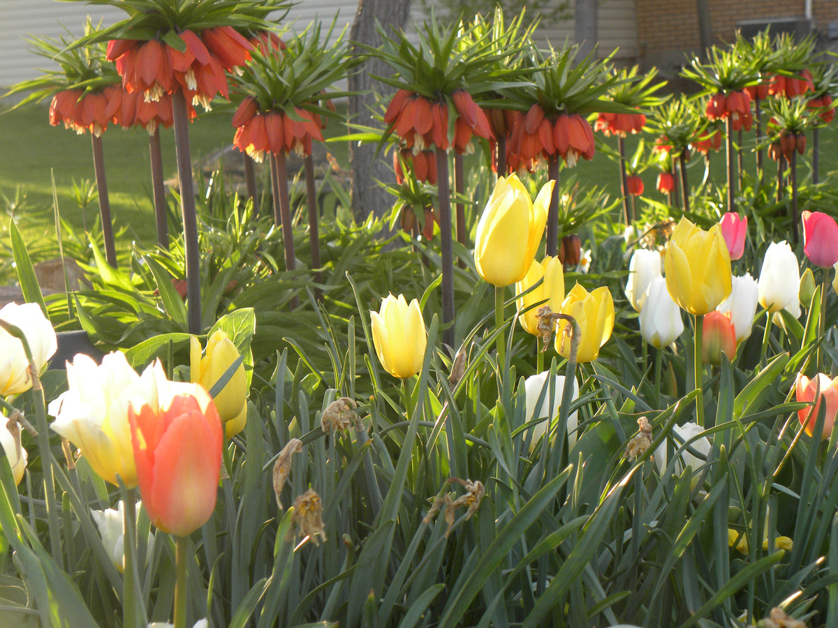 JULY-AUGUST TULIP TIME – KwikEdge